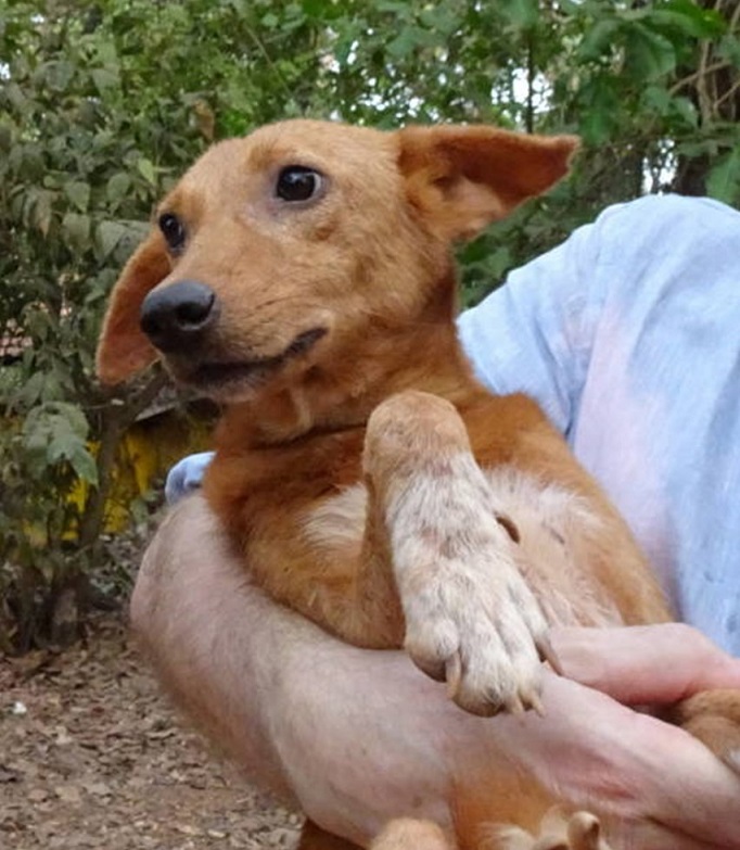 Stichting aai | Overzicht adoptie honden